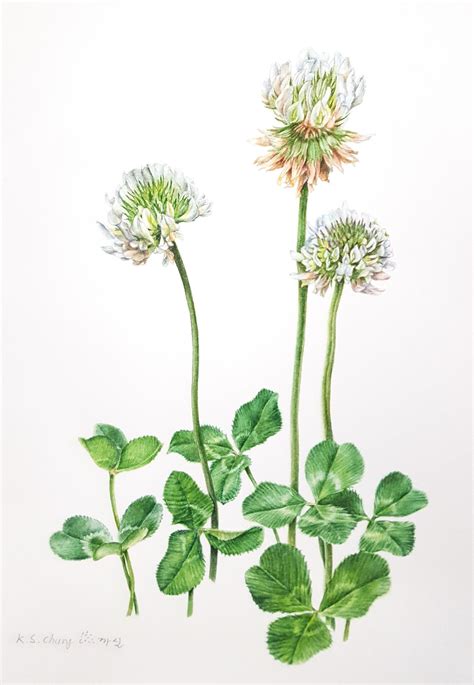 동네꽃15 토끼풀클로버 꽃반지의 추억