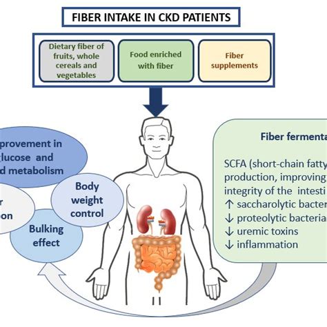 Classification Of Dietary Fiber According To Main Chemical Components Download Scientific