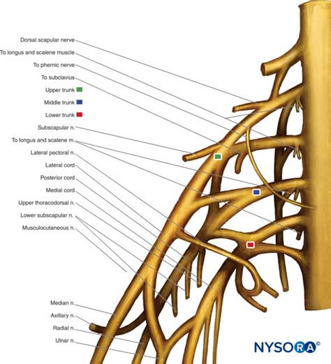 Regional Anesthesia Organization Brachial Plexus Anatomy Nysora Nysora
