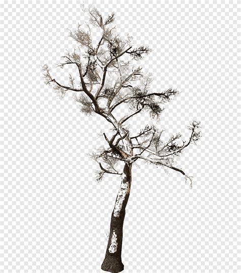 Twig Plant Stem Houseplant Bare Trees Branch Plant Stem Png PNGEgg