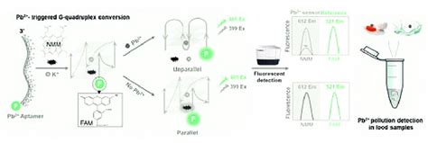 Ratiometric G Quadruplex Assay For Robust Lead Detection In Food