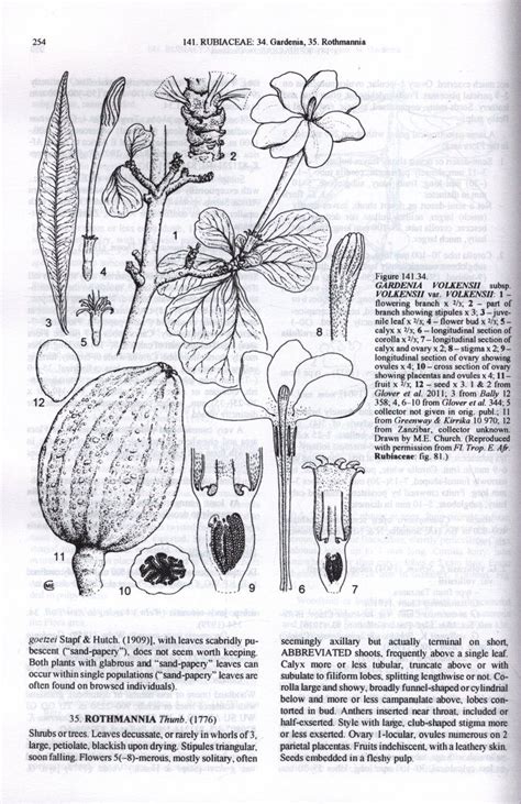 Flora Of Ethiopia And Eritrea Volume 4 Part 1 Apiaceae To