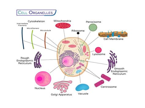 cell basic unit of life 1 ix cbse pptx