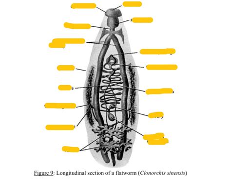 Diagram Of Tutorial Lab 3 Platyhelminthe Flatworm Anatomy Quizlet