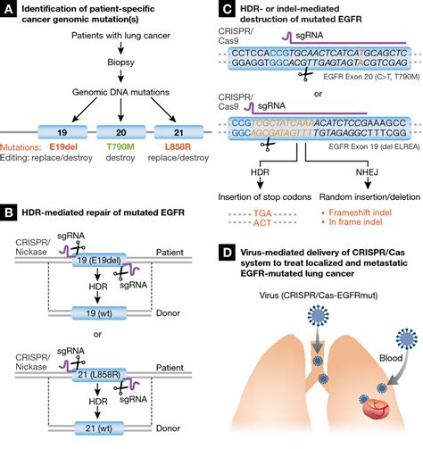 Crisprcas‐mediated Genome Editing To Treat Egfr‐mutant Lung Cancer A