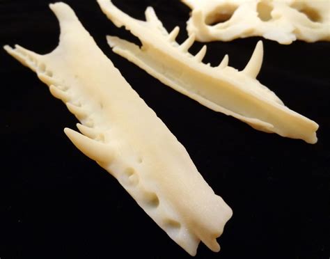 3d Printed Fossils
