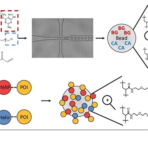 Modular Polyacrylamide Hydrogel Display A Monodisperse Polyacrylamide
