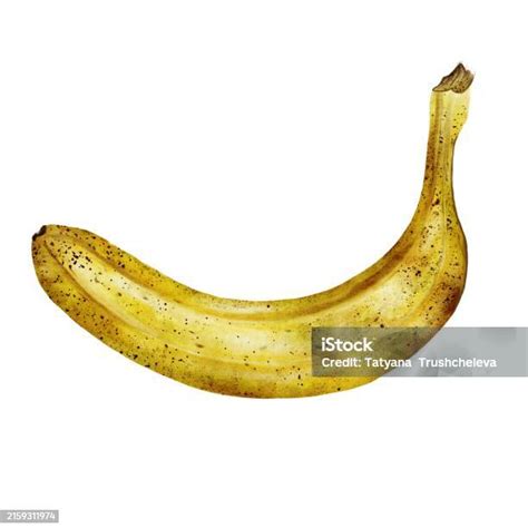 바나나 수채화 손으로 그린 잘 익은 열대 과일 클립 아트는 흰색 배경 사실적인 이국적인 식물에 고립되어 있습니다 천연 화장품의 메뉴 가격표 라벨 및 포장 디자인에 이상적