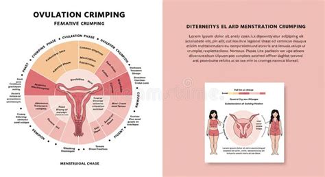 Infographic Depicting The Menstrual Cycle Phases With A Focus On Ovulation The Left Stock