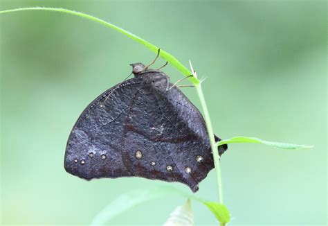 Melanitis Melanitis Picture Insect