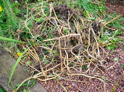 Dense Pile Of Freshly Pulled Bamboo Roots Showing Intricate Network Of Tangled Shoots In A