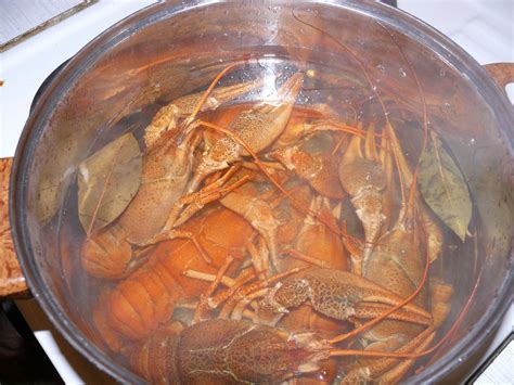 Учимся правильно варить раков в домашних условиях — Рецепты от Сэнта