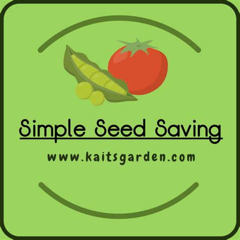 seed saving how to save parsnip seeds kaits garden