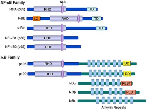The Mammalian Nf κb And Iκb Families The Five Members Of The Nf κb Download Scientific Diagram