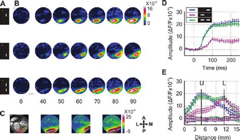 Spatiotemporal Patterns Of Cortical Activation To High Contrast Bars Download Scientific