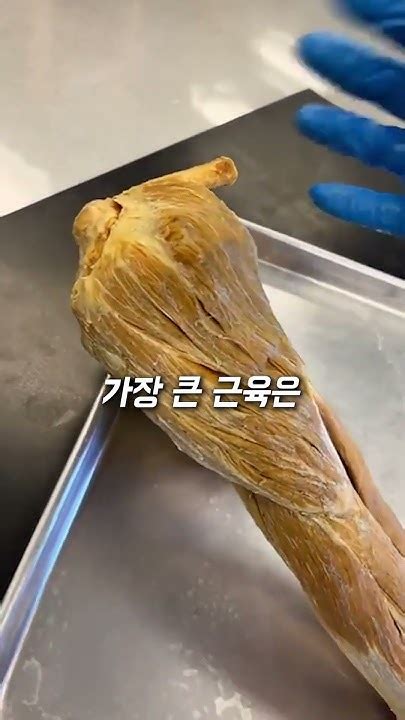 아무도 몰랐던 의외로 가장 큰 근육 Youtube