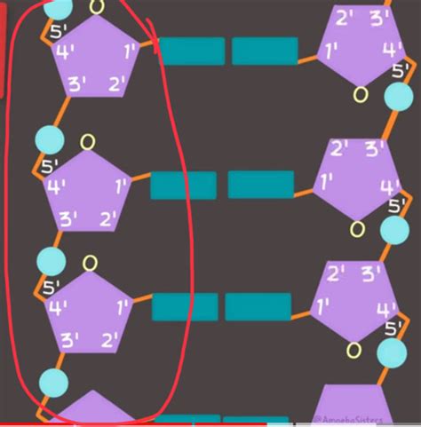 Dna Replication Flashcards Quizlet