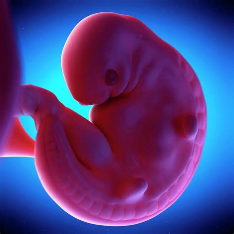 Human Gestation Period 5 Weeks