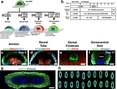 Human Neural Tube Morphogenesis In Vitro By Geometric Constraints Abstract Europe Pmc