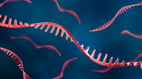 Why Some Rna Drugs Work Better Than Others Cold Spring Harbor Laboratory