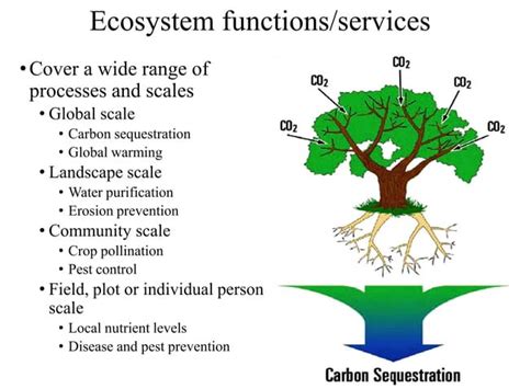 Lesson Ecosystem Functions And Ecosystem Services PDF