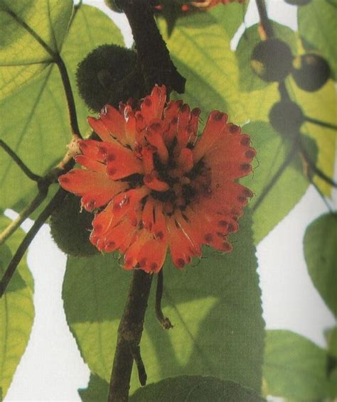 构树 乔木 广州市林业园林科技推广服务平台