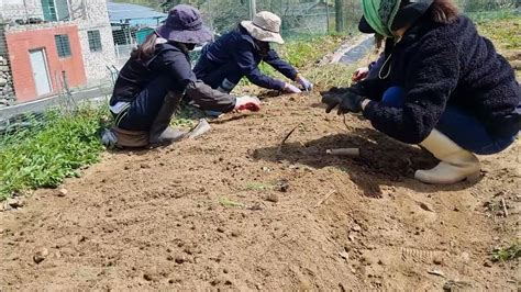 파심어요 친환경유기농 파 몸에좋구 맛도좋구 퐈~~~ Youtube