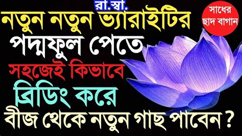 সহজেই পদ্ম ফুলের ব্রিডিং করে কিভাবে বীজ থেকে নতুন ভ্যারাইটির গাছ পাবেন How To Breeding Of