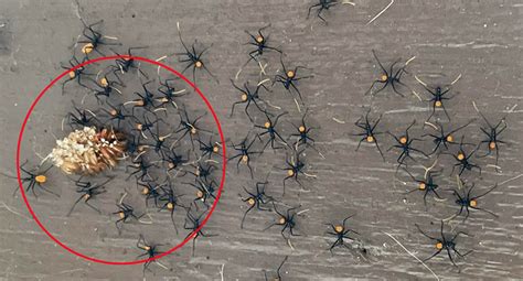 Aussie Stunned By Strange Backyard Find Wtf