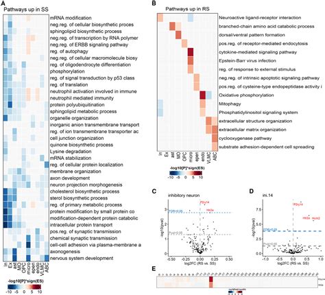 Single Nucleus Rna Seq Identifies One Galanin Neuronal Subtype In Mouse Preoptic Hypothalamus