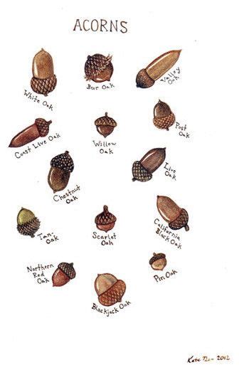 Acorns Field Guide Chart By Kate Dolamore Art Contemporary Artwork