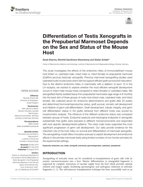 Pdf Differentiation Of Testis Xenografts In The Prepubertal Marmoset Depends On The Sex And