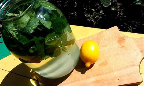 Домашнее шампанское из листьев черной смородины - Со Вкусом
