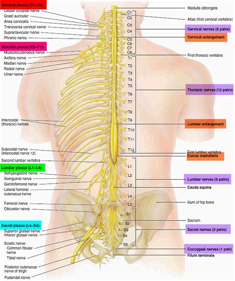 Spondylolisthesis Causes Symptoms Diagnosis Grades Treatment