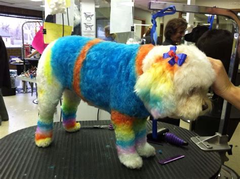 Cockapoo Halloween 2012 Rainbow Bright Pet Grooming Cockapoo Pets