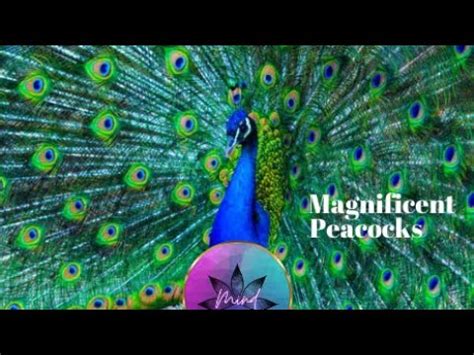 Magnificent Peacocks Compilation Beautiful Relaxing Music Youtube