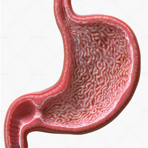 Human Stomach Cross Section 3d Model