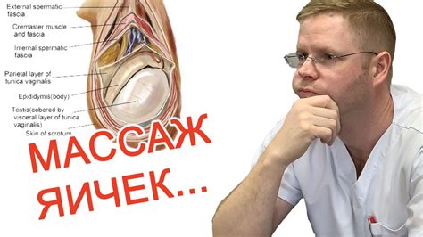 Массаж яичек Доктор Черепанов Youtube