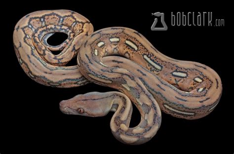 Tiger Het Ogs Reticulated Python By Bob Clark Reptiles