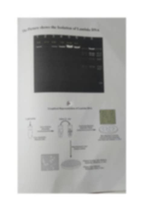Solution Isolation Of Lambda Phage Dna Studypool Solution Isolation Of Lambda Phage Dna Studypool