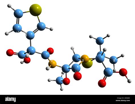 Salmonella Typhi Structure