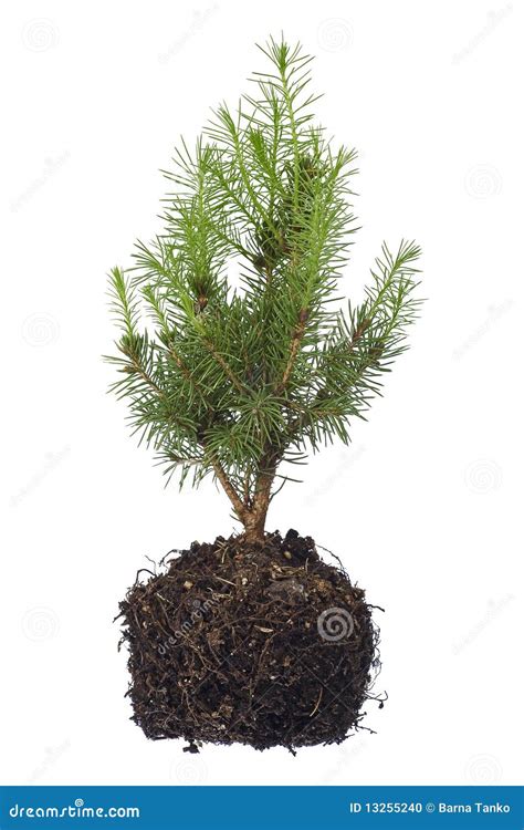 Tree Seedling Stock Photo Image Of Spring Tree Growth 13255240