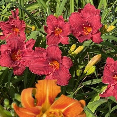 Daylily Hemerocallis Raspberry Wine In The Daylilies Database