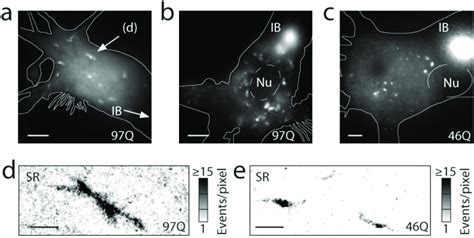 Sub Cellular Distributions Of Huntingtin Aggregates Abc Small