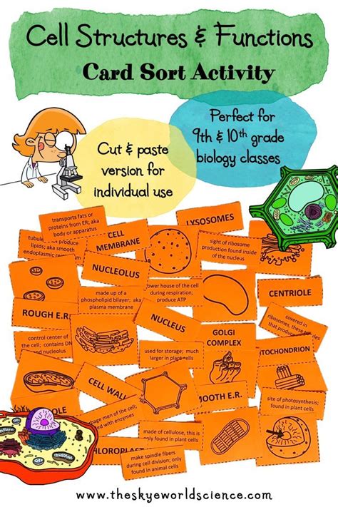 Card Sort Activity Cell Structures And Functions And Digital Easel