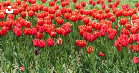 녹색 들판에 빨간 튤립 밭 사진 Unsplash의 무료 식물 이미지