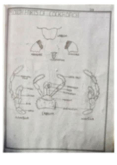 Solution Dissection Cockroach Ovary Testis Blastula Studypool