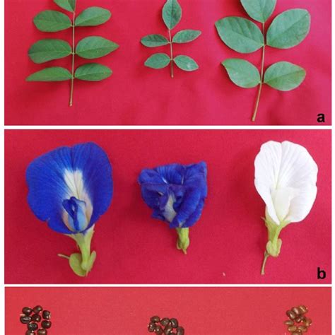 Hierarchical Cluster Analysis Based On Ssr Markers Profiling Of 14
