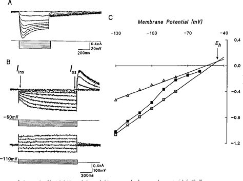 Figure 1 From Hyperpolarization Activated Inward Current In Histaminergic Tuberomammillary
