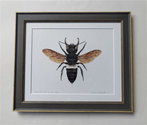 Framed Original Artwork Megachile Pluto Wallaces Giant Bee Carim